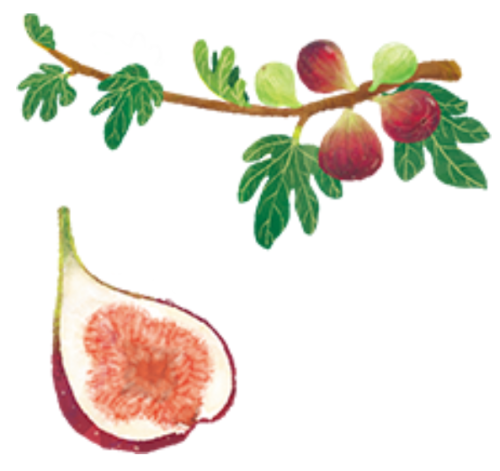 [塩レシピ]いちじくと生ハムのサラダ - Coyori（こより）